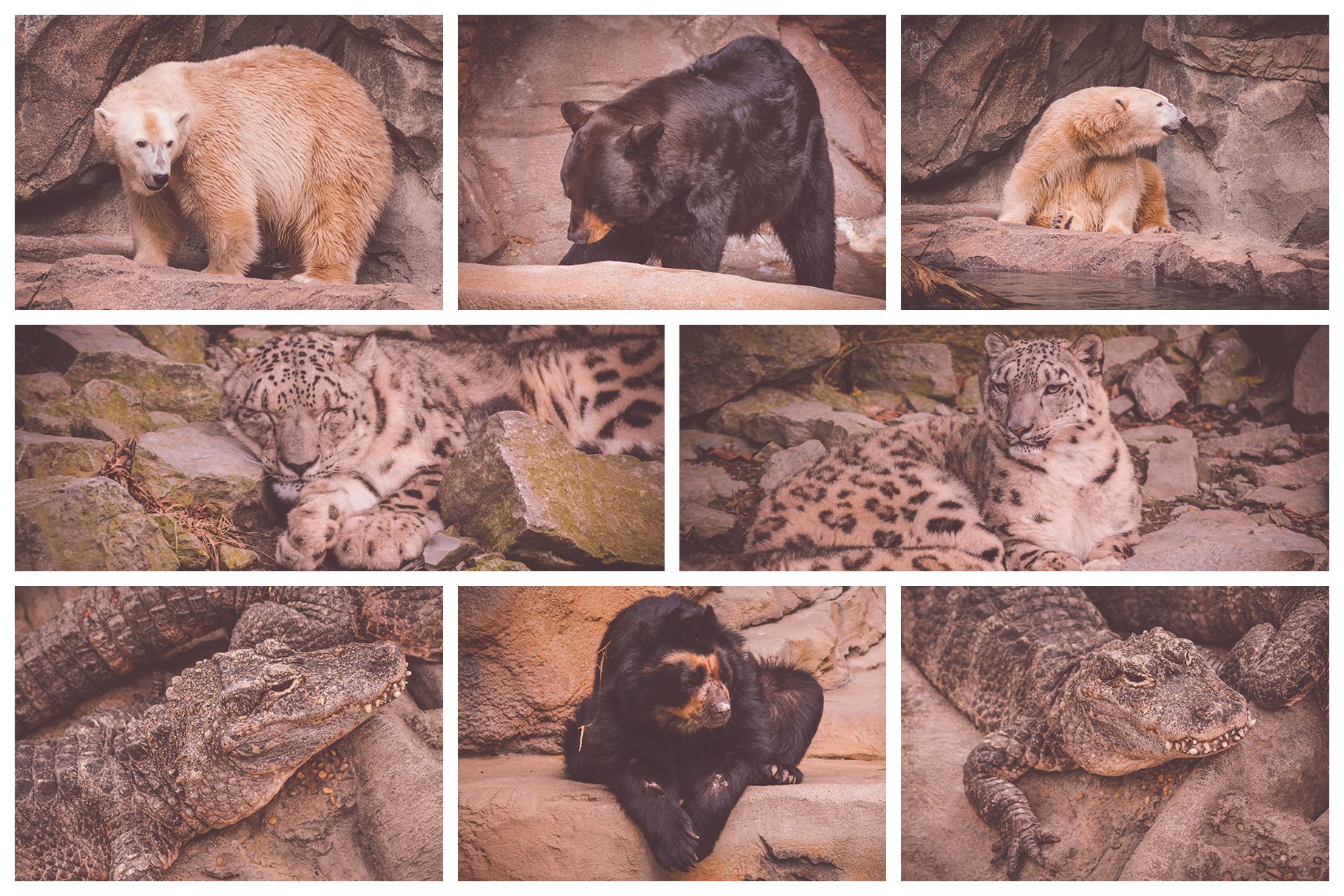 Menagerie Stock Photo Bundle (431453) | Animals | Design Bundles