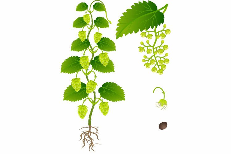 An illustration showing parts of hop plant on a white. (1297505 ...