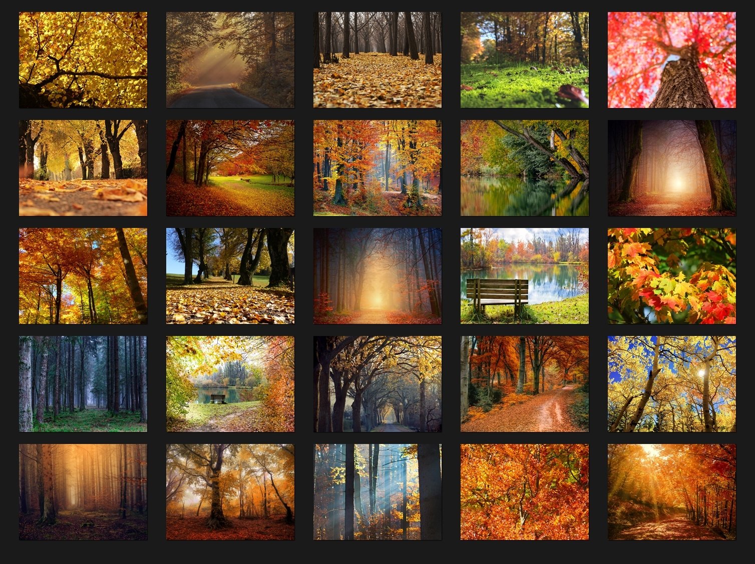 200 AUTUMN TREES PHOTOSHOP OVERLAYS, BACKDROPS, BACKGROUNDS (530395 ...