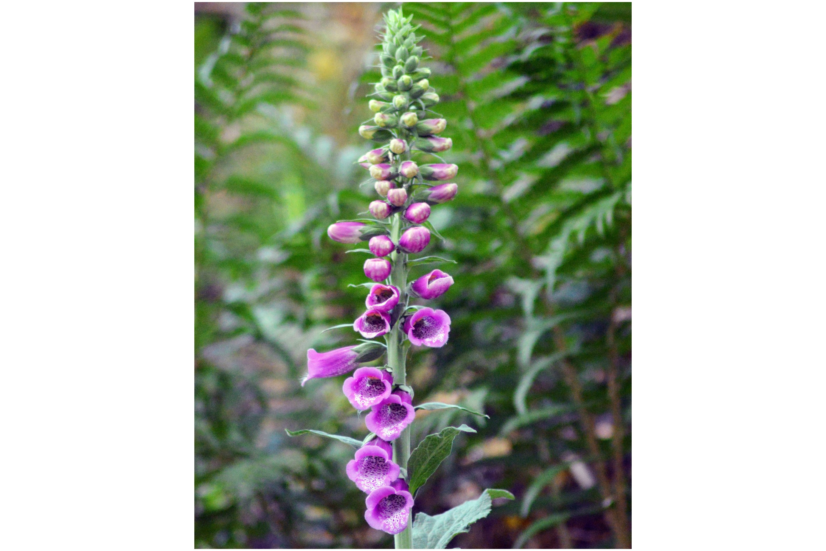Foxglove photograph (652606) | Nature | Design Bundles