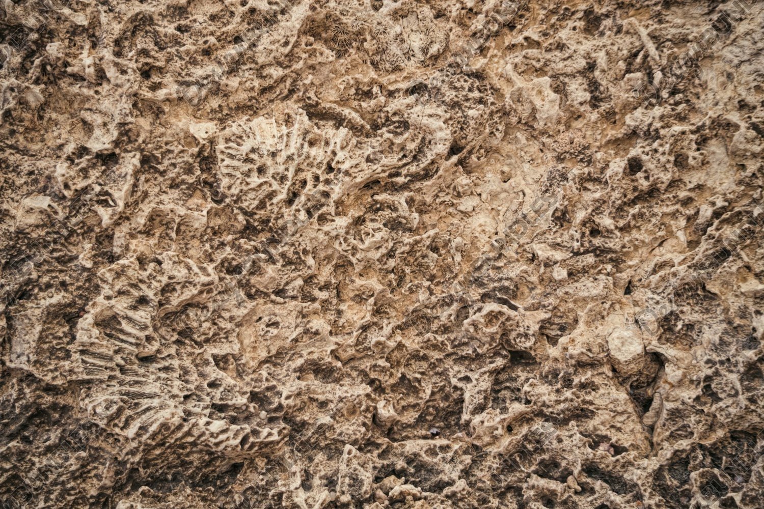 Stones with ancient fossils and desert sand (725959) | Textures ...