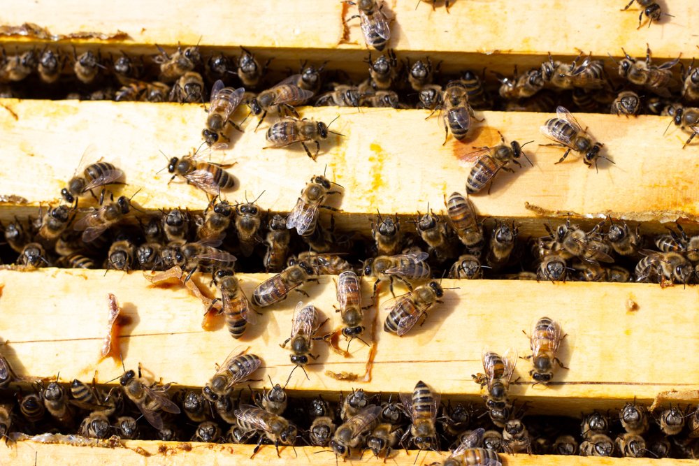 bees on a frame (572297) | Animals | Design Bundles