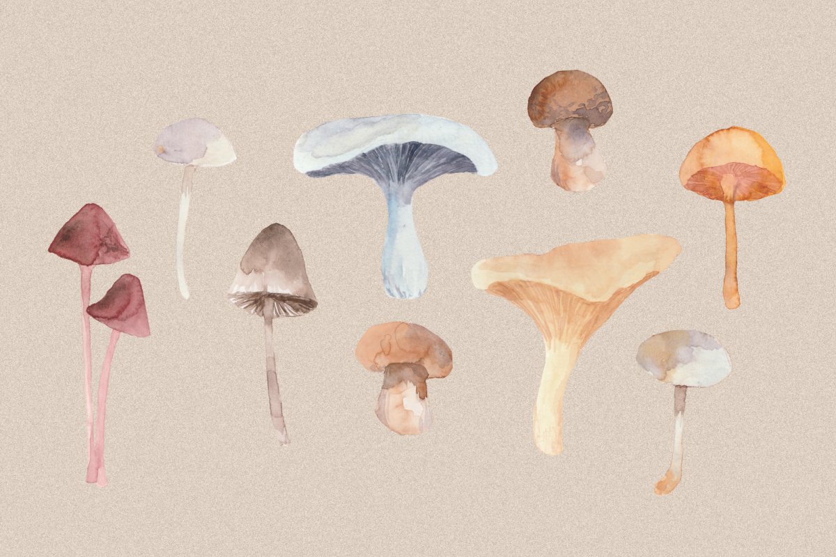 Woodland Mushrooms PNG Watercolor Clipart Set (864647) | Illustrations ...