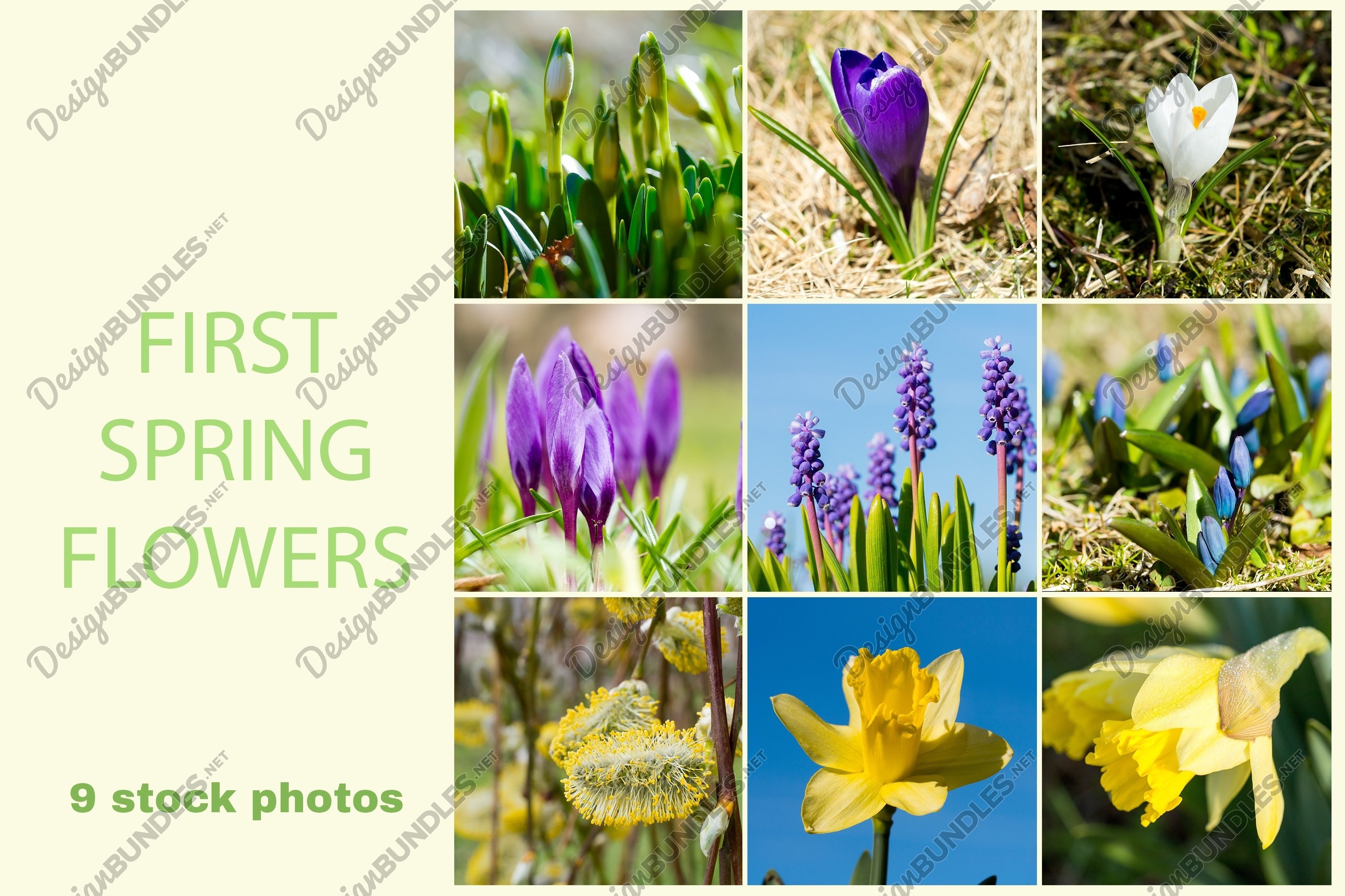 first flowers (853859) | Nature | Design Bundles