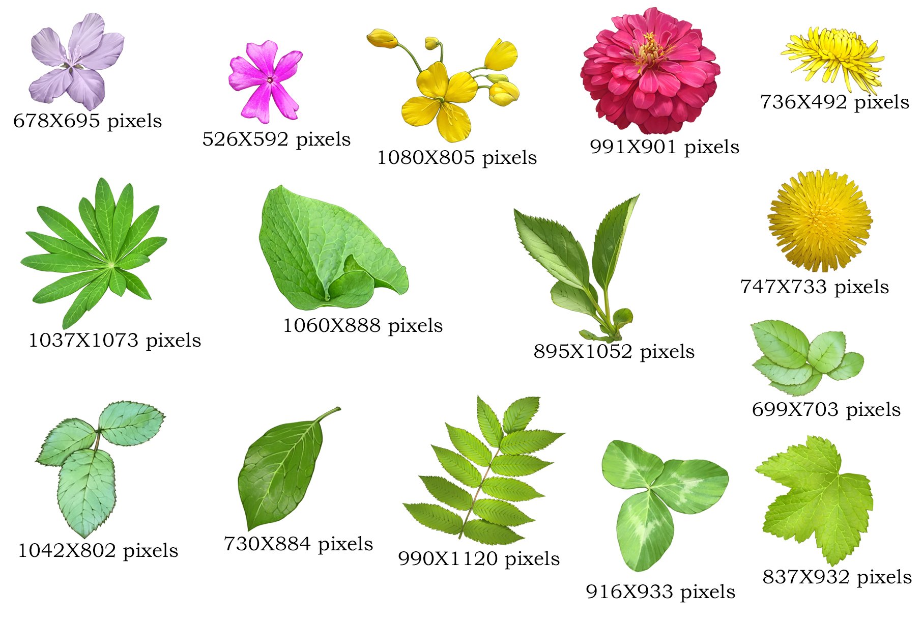 15 summer plant elements PNG (644568) | Elements | Design Bundles