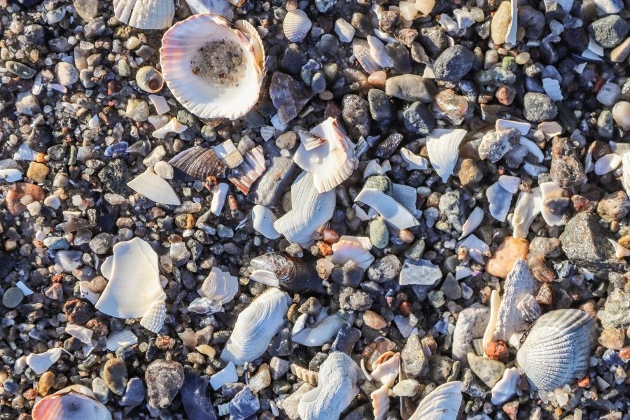 Shells and Beach Sand Background (1667187)