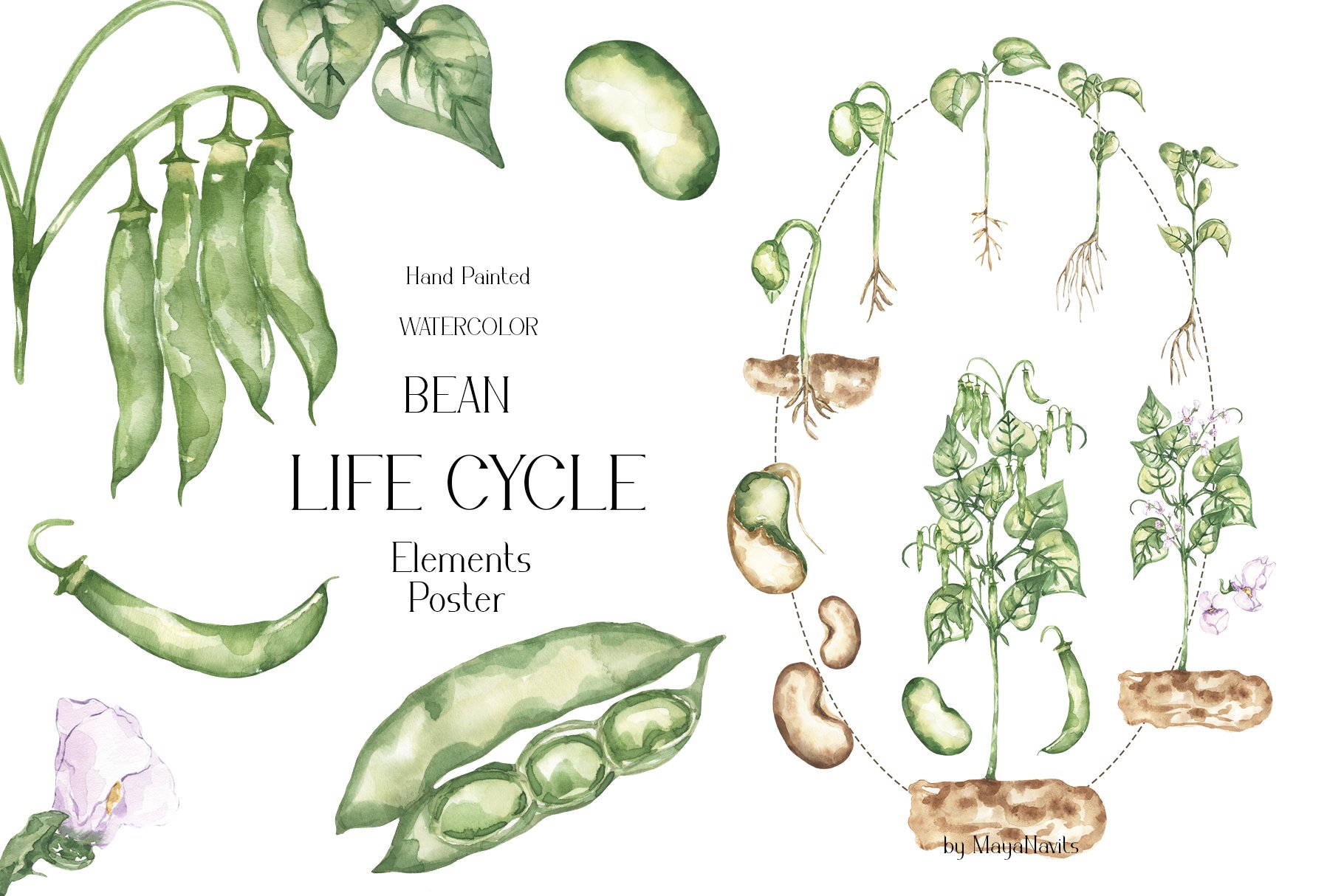 What Is The Life Cycle Of A Bean - Infoupdate.org