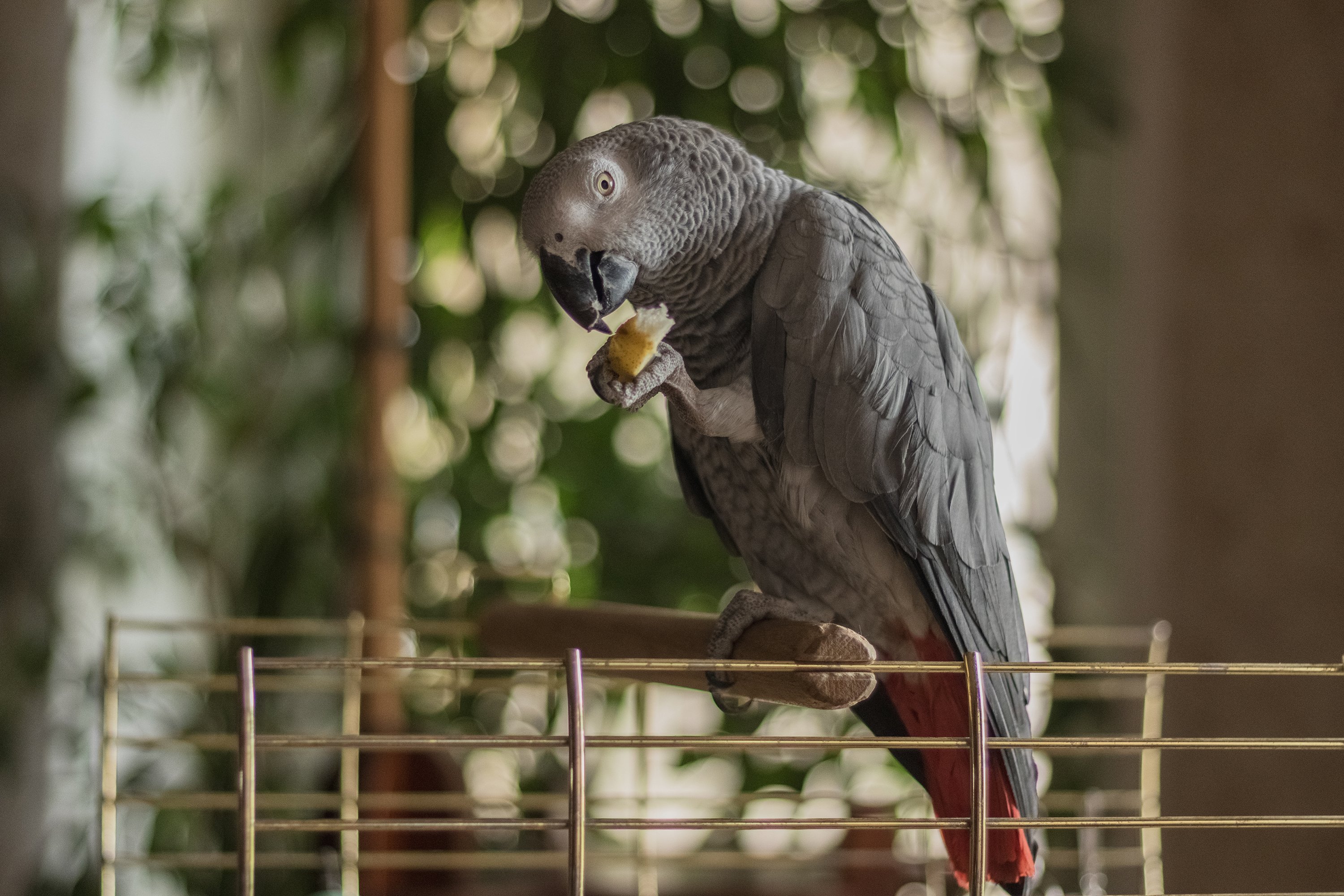 Parrot Jacko sitting on the perch of the cage (615559) | Animals ...