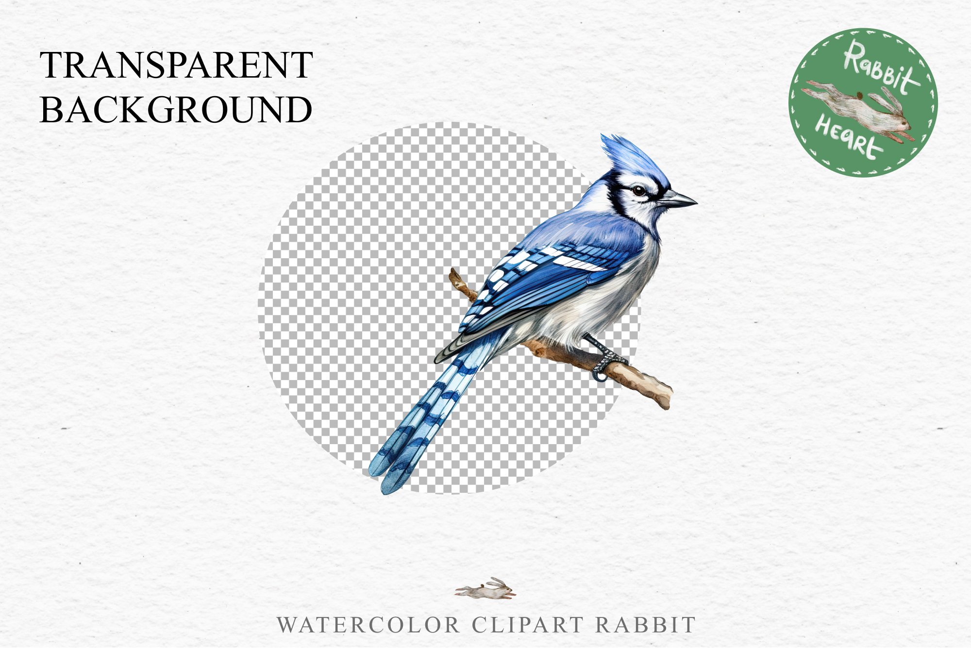 Blue Jay Clip Art Blue Jay Bird Logo Vector Hi Res Stock Photography