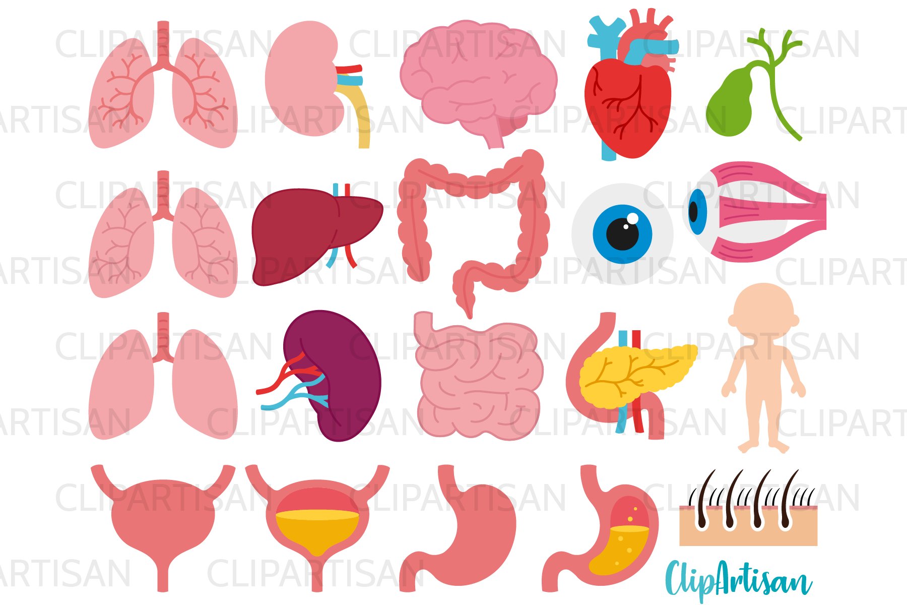 Organ Clipart Science