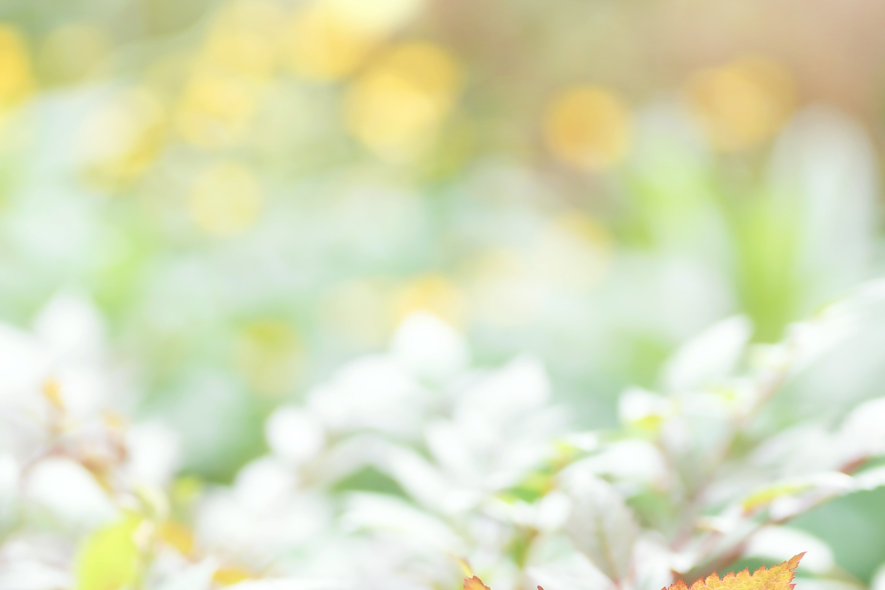 Blurred Green Yellow abstract nature background (694739) | Nature ...
