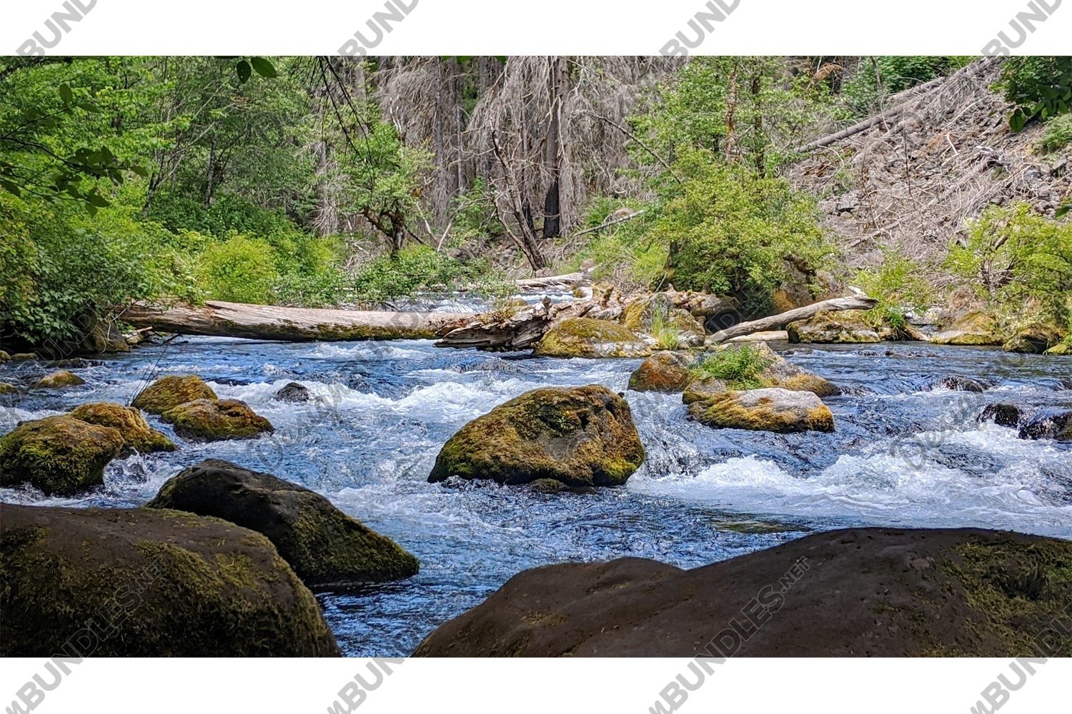 Stock Photo, River, Forest, Oregon (779886) | Nature | Design Bundles