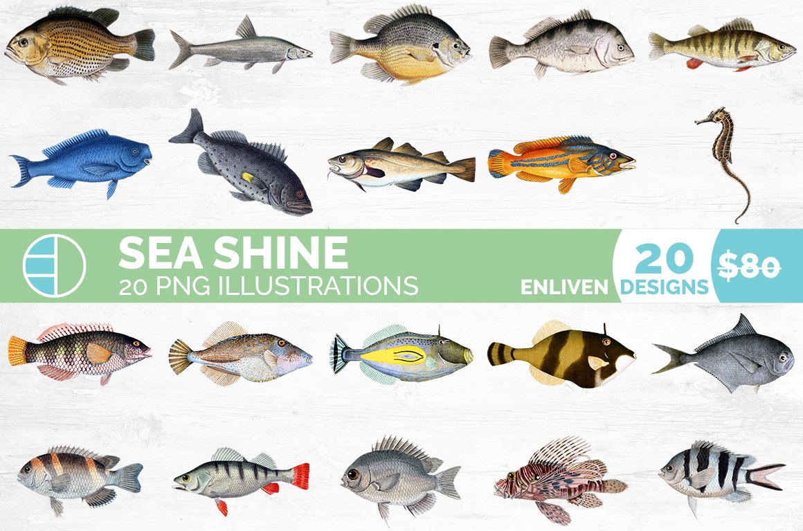 Fish Bundle - 20 Fish (204555) | Illustrations | Design Bundles