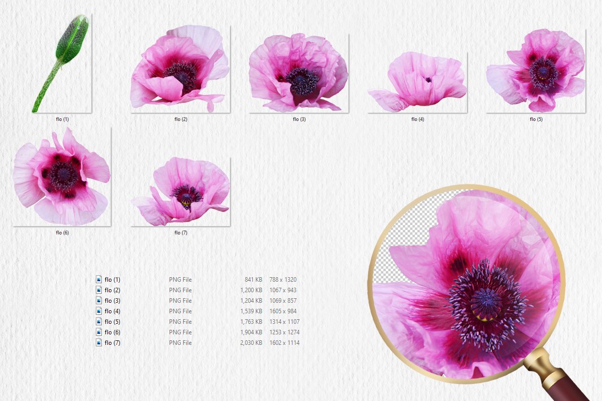 Pink poppy bundle (1107063) | Elements | Design Bundles