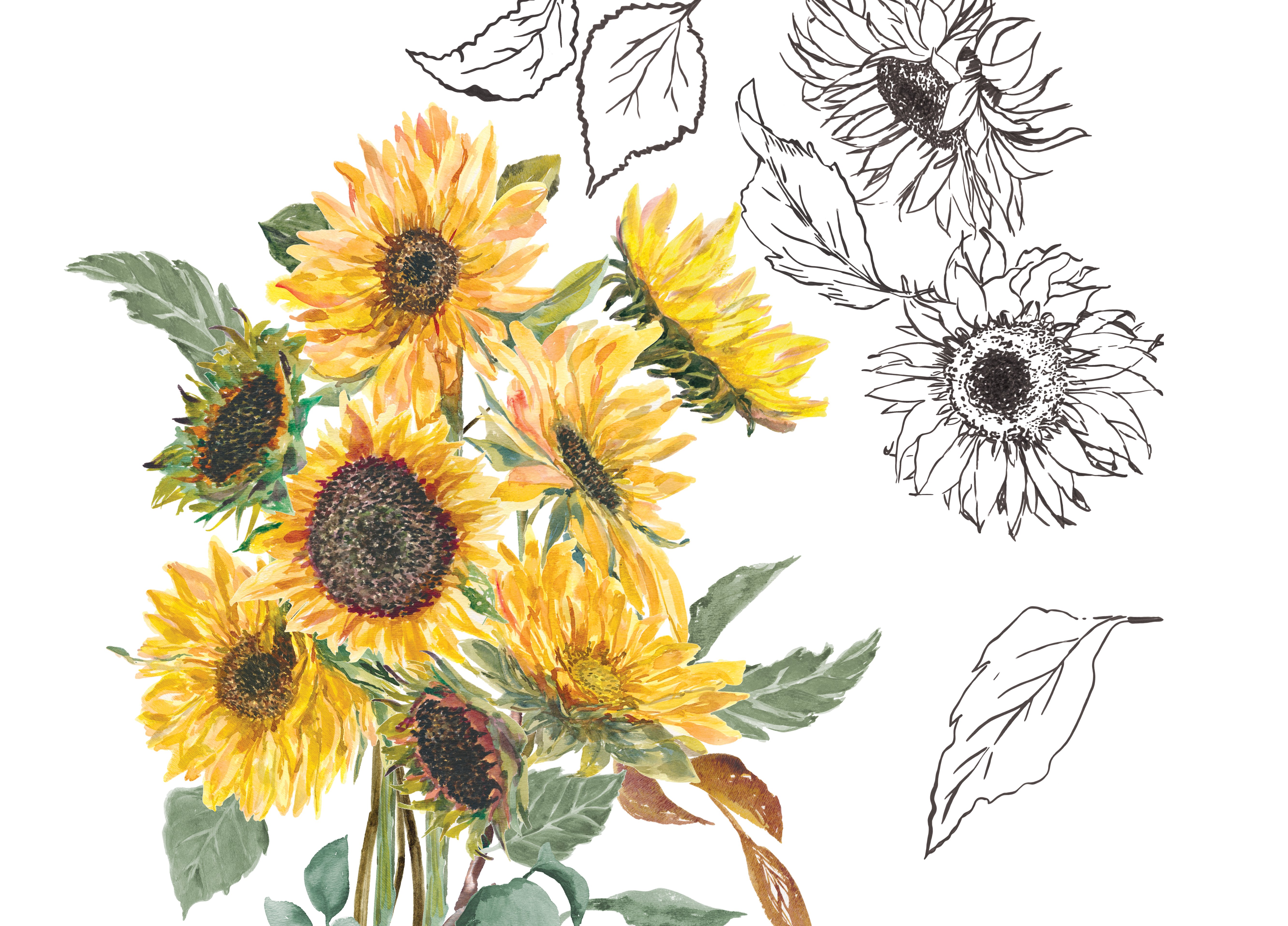 Hand Painted & Hand Drawn Watercolor Sunflower Clip Art (74686 ...