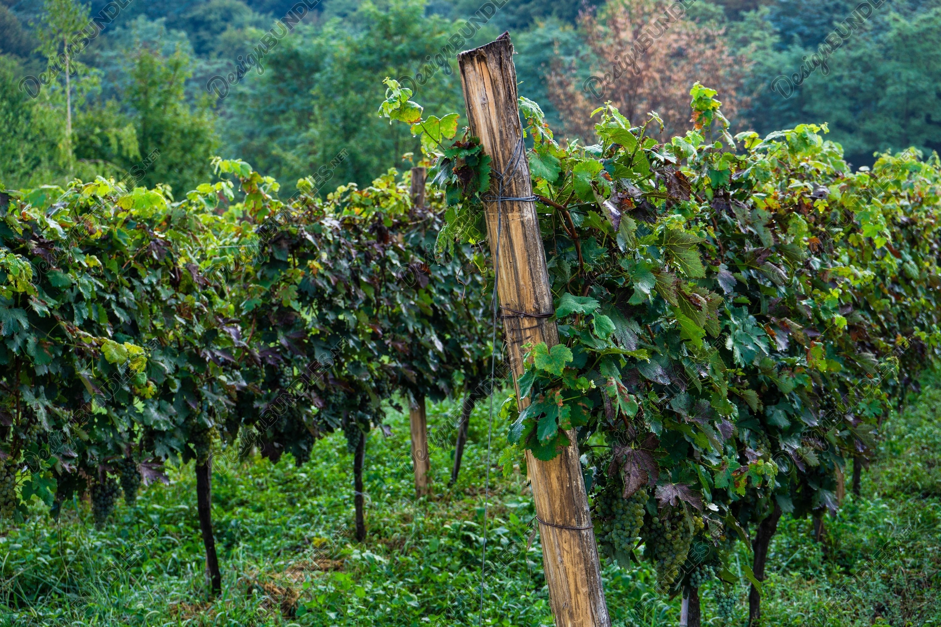 One of the vineyard in wine region of Georgia, Kakheti (897329 ...