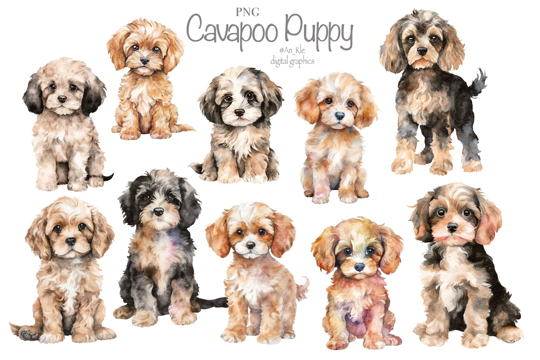 Cavapoo Puppies