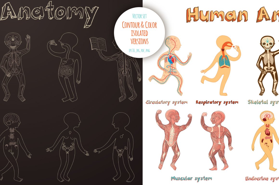 Human Anatomy for kids (260538) | Illustrations | Design Bundles