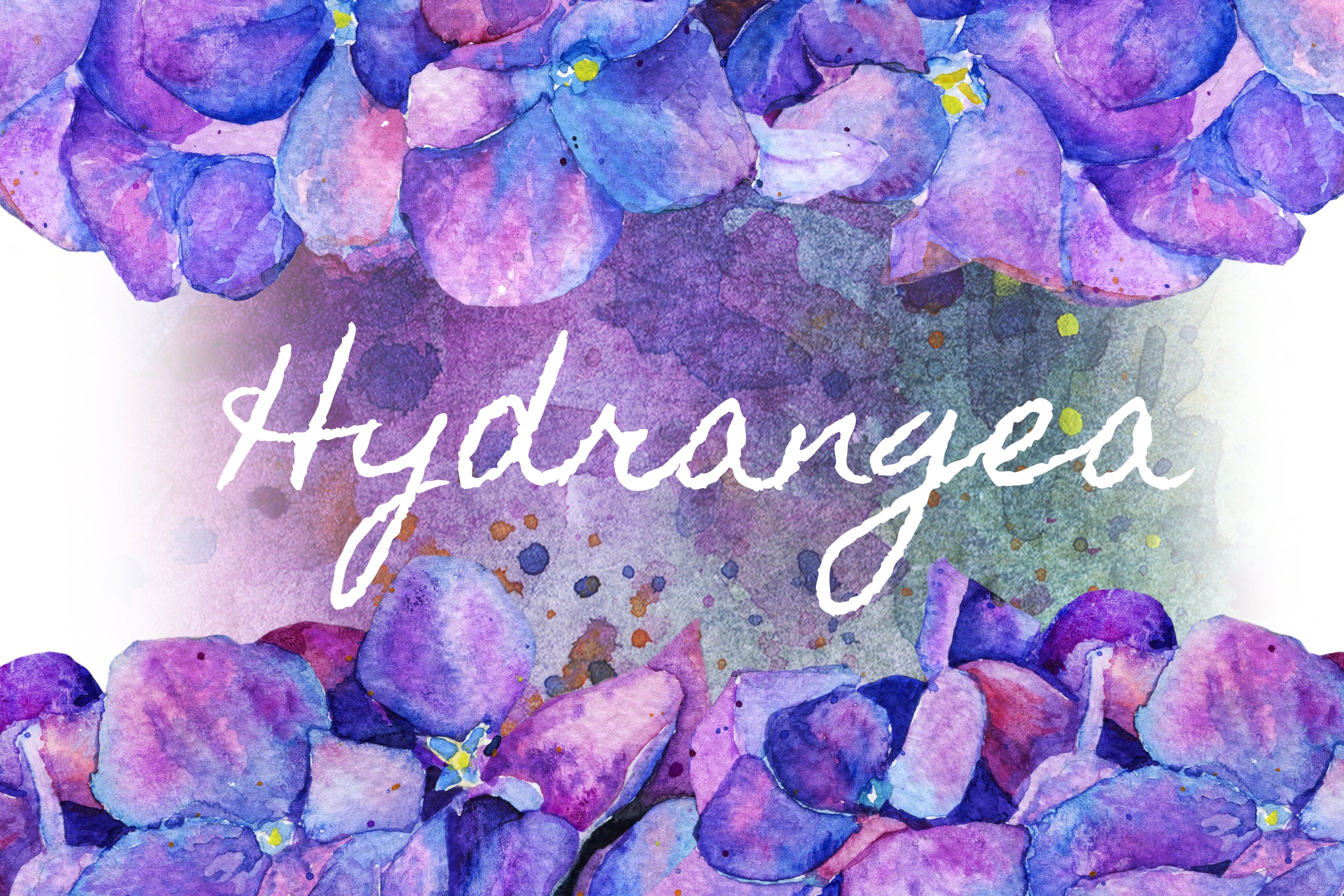 Hydrangea in watercolor flowers. spring summer illustrations (1126419 ...