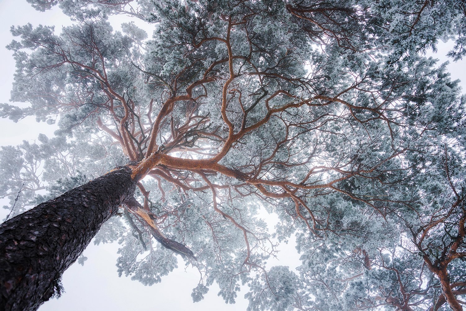 Looking up a tree (217781) | Nature | Design Bundles