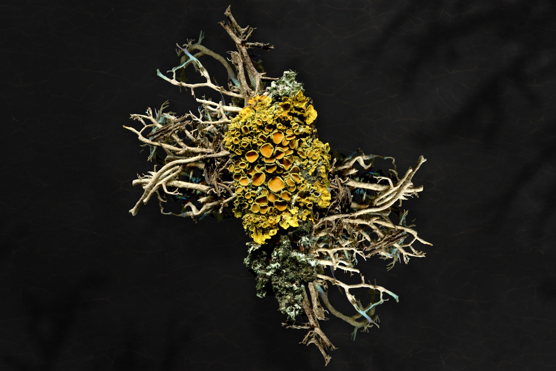 Ora - Ink&nature (648380) | Textures | Design Bundles