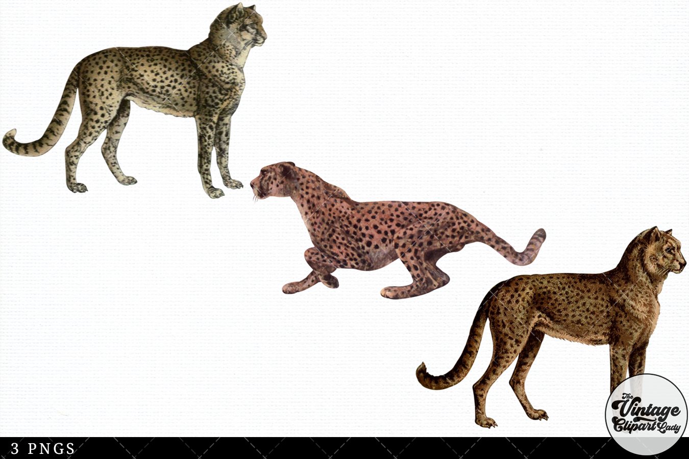 Cheetah Clipart Images