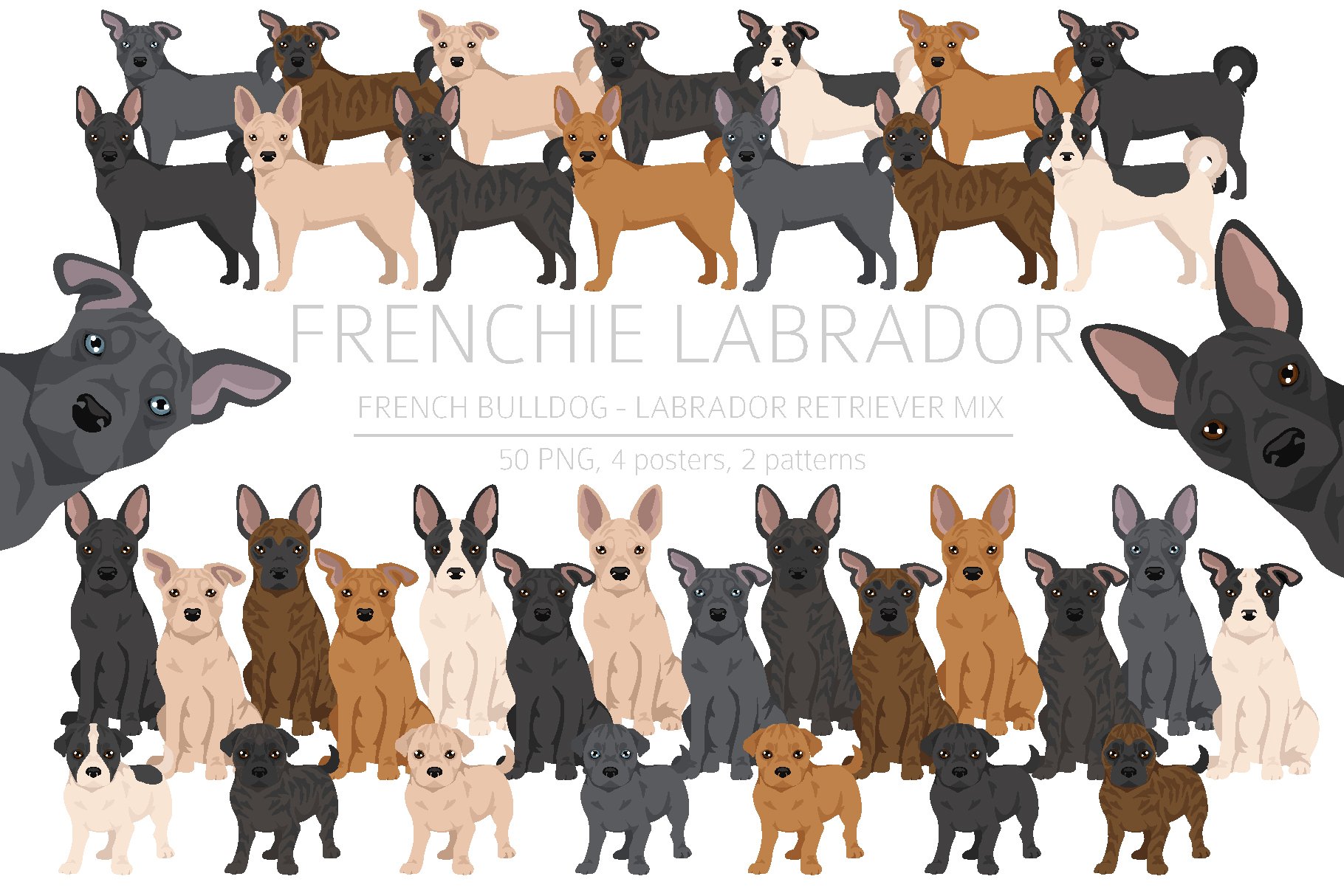 Bullador French Bulldog Lab Mix Bullador Full Grown Lab Bulldog Mix