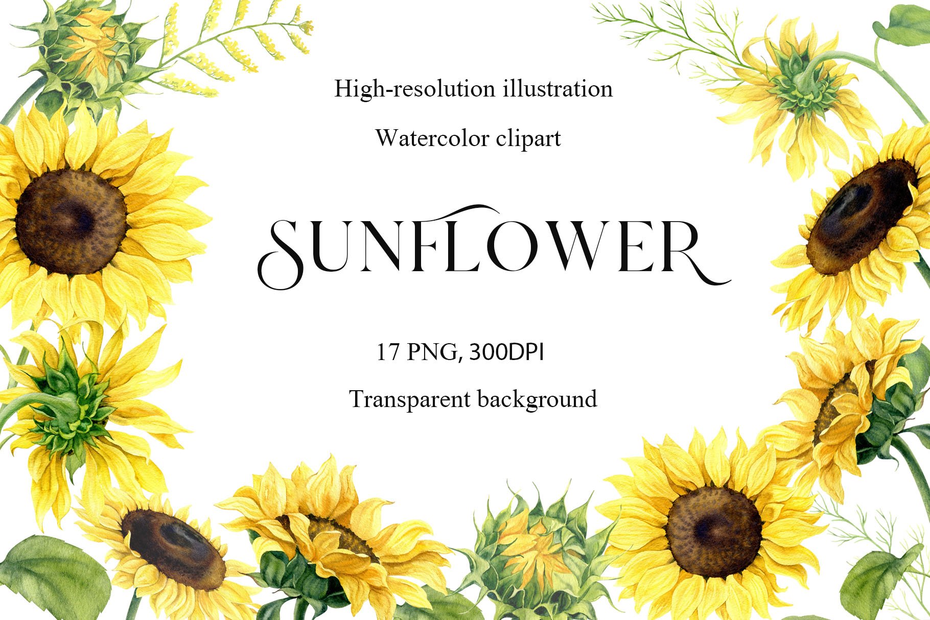 High Resolution Sunflower Clipart