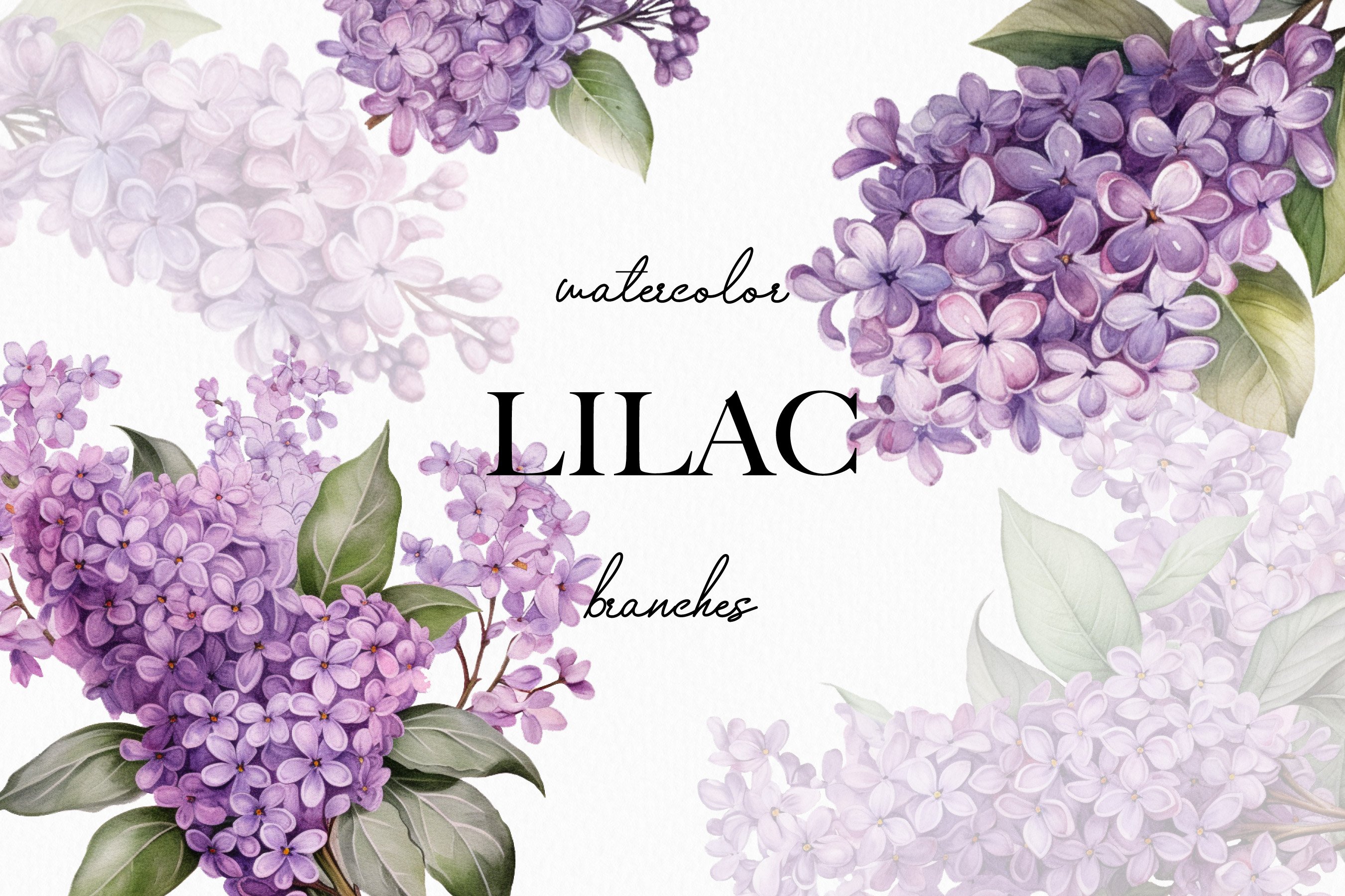 Lilac Clip Art