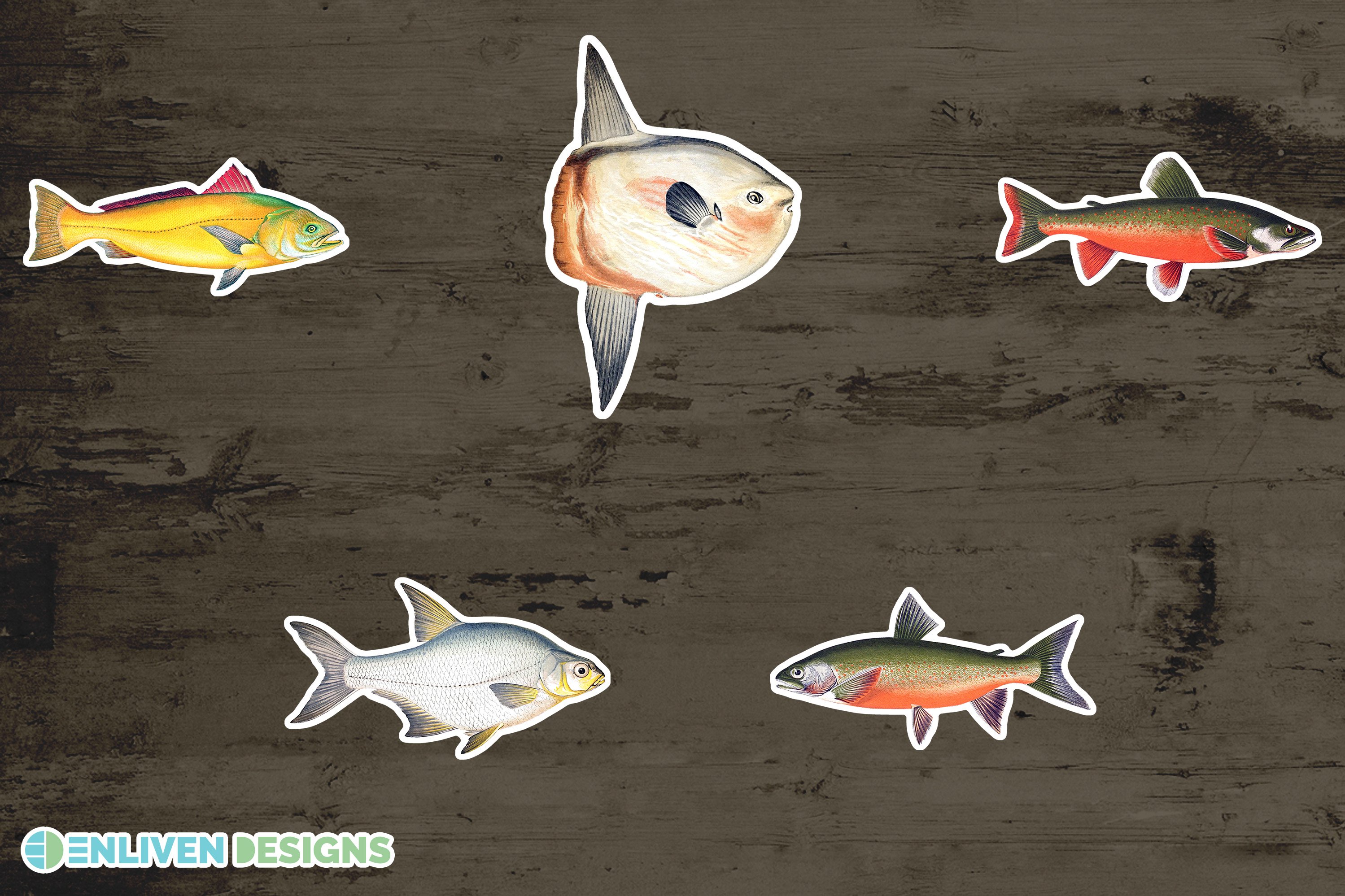 Fishing Stickers - Fish Sticker Bundle - PNG - Vintage Fish (1379936 ...