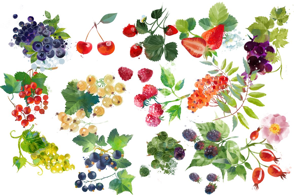 Watercolor berries (2263) | Illustrations | Design Bundles