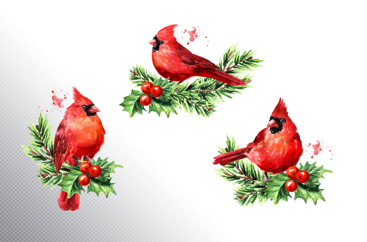 Cardinal bird. Symbol of Christmas (904121) | Illustrations | Design ...