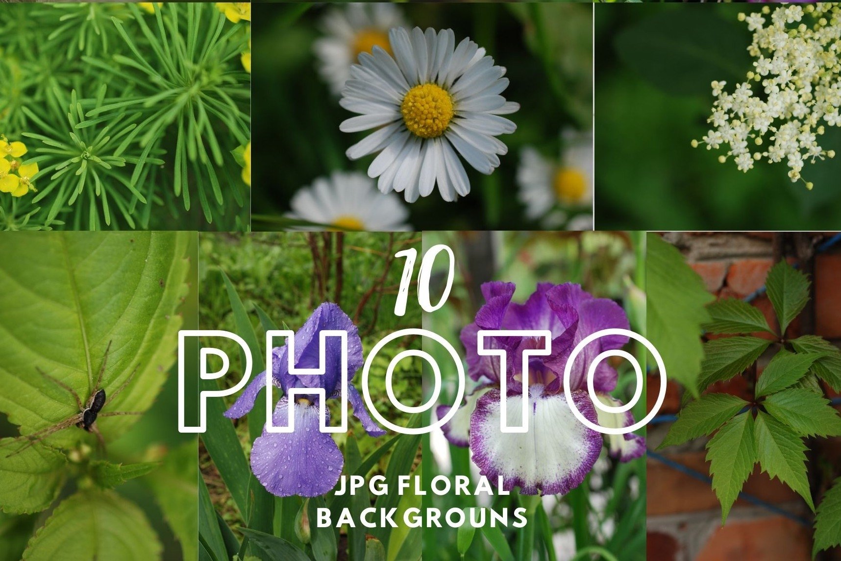 Summer flower download photography (726105) | Nature | Design Bundles