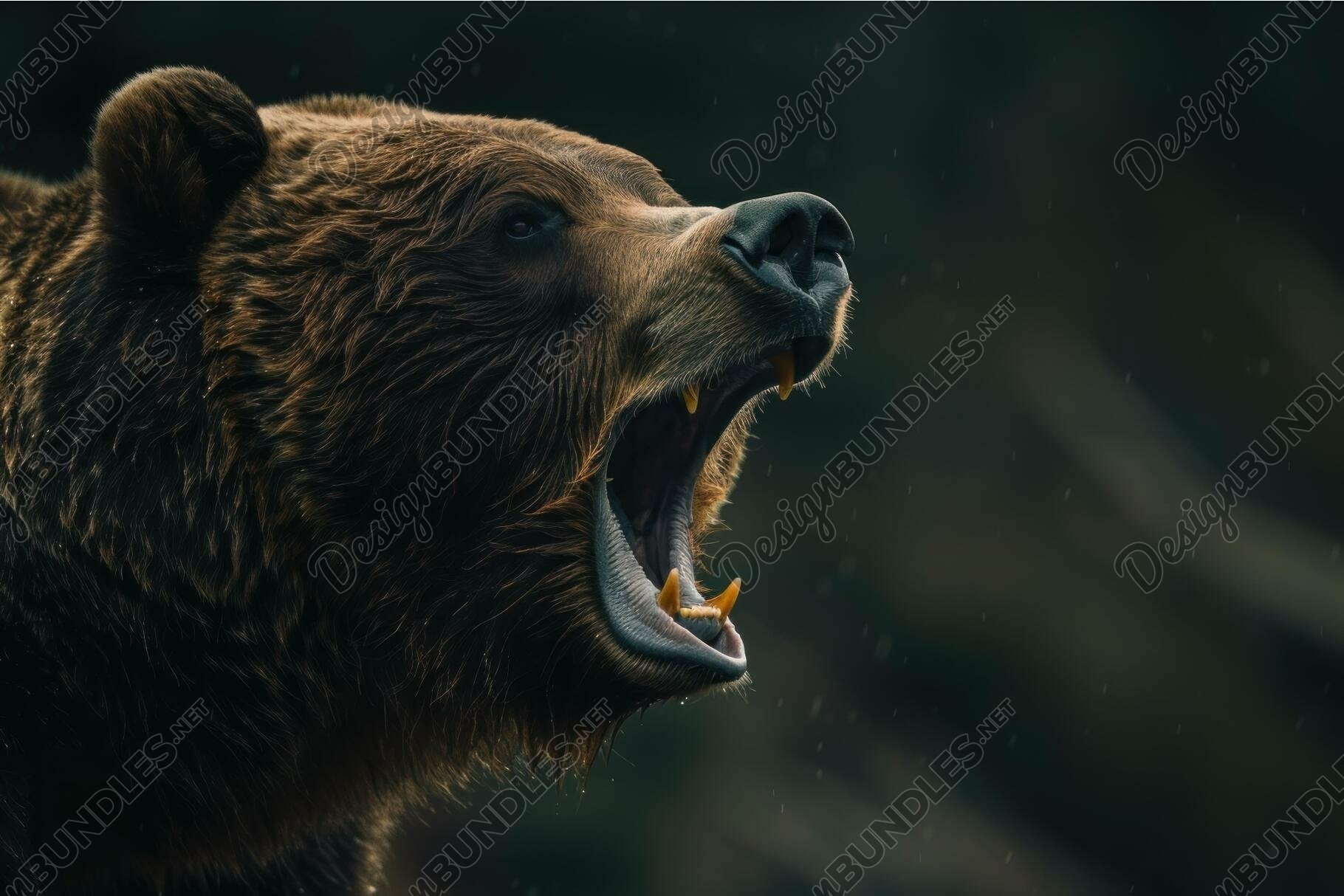 Roaring Bear Profile Large Brown Bear Showing Teeth Roaring In The