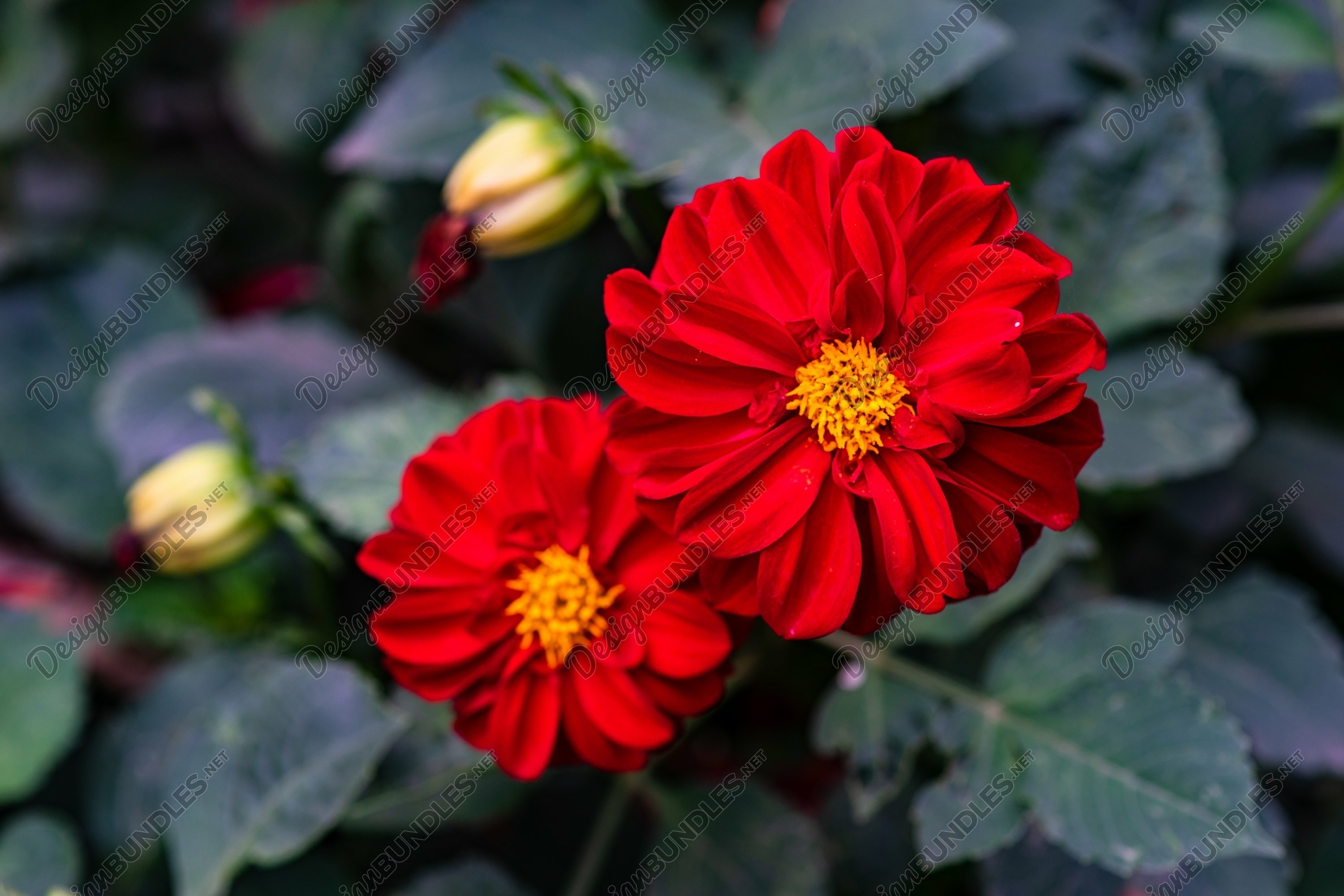 Autumnal aster flowers (2225605) | Nature | Design Bundles