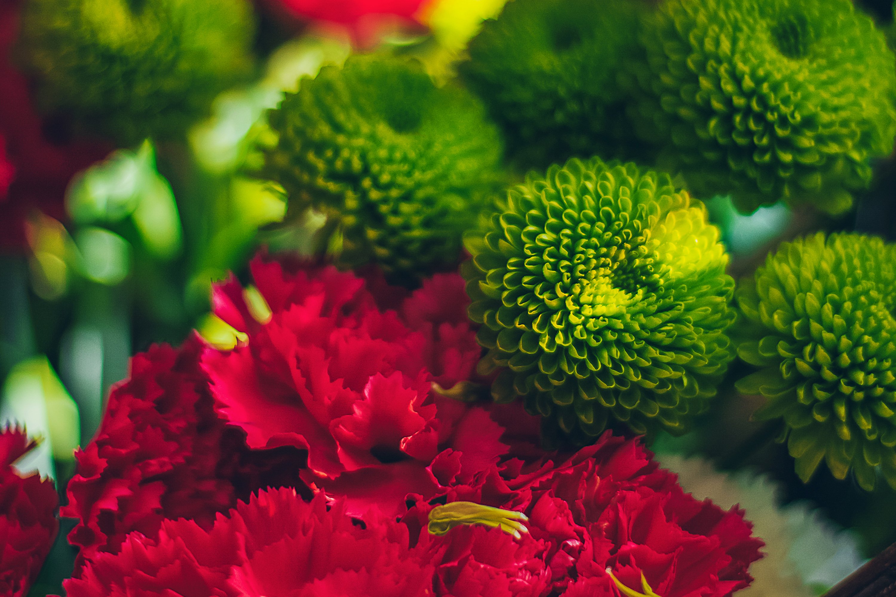 Still life with red green bouquet on the dark background. (598118 ...