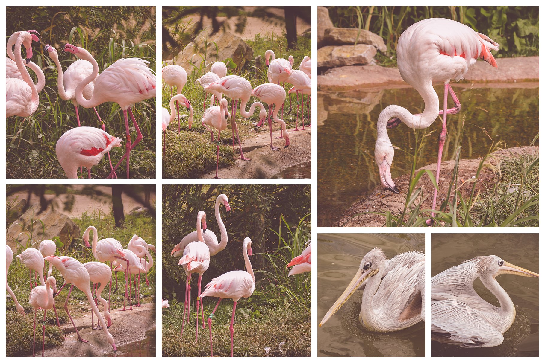 Menagerie Stock Photo Bundle (431453) | Animals | Design Bundles