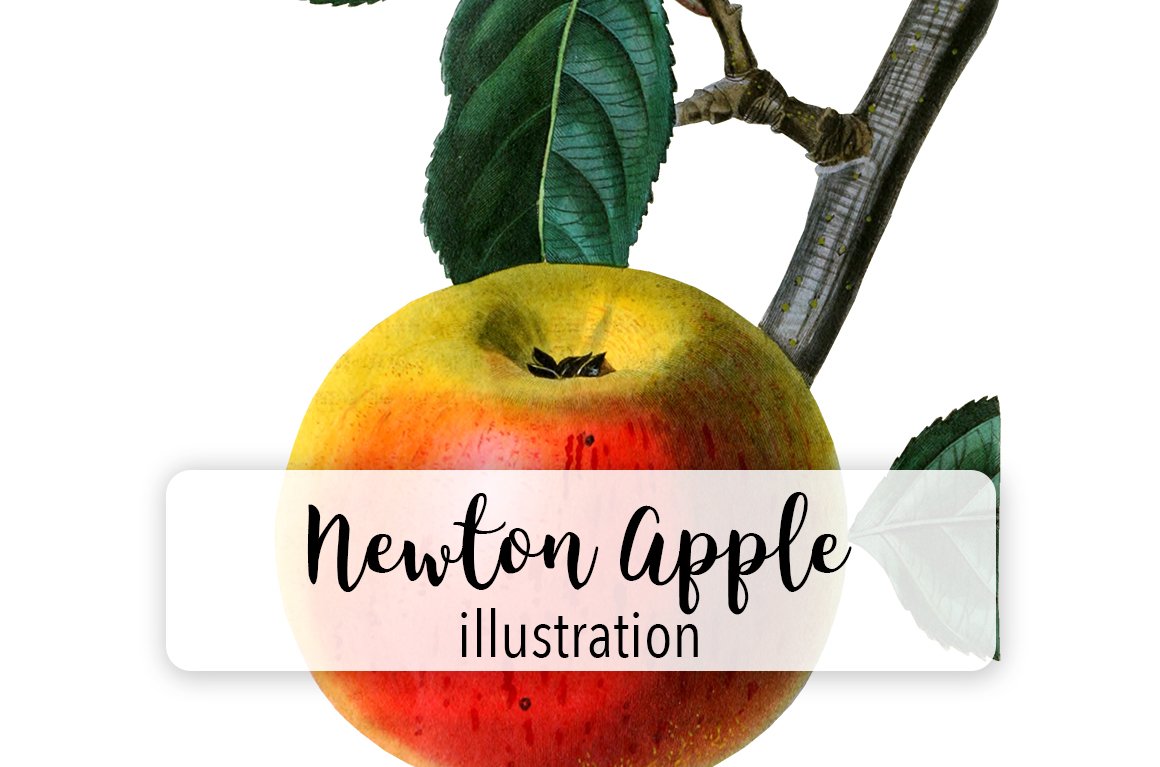 Fruit - Vintage Newton Spitzenberg Apple (140815) | Illustrations ...