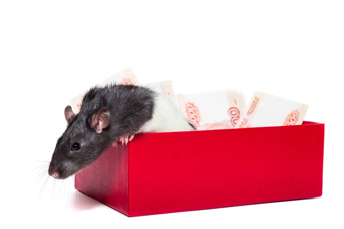 Rat with money (677908) | Animals | Design Bundles