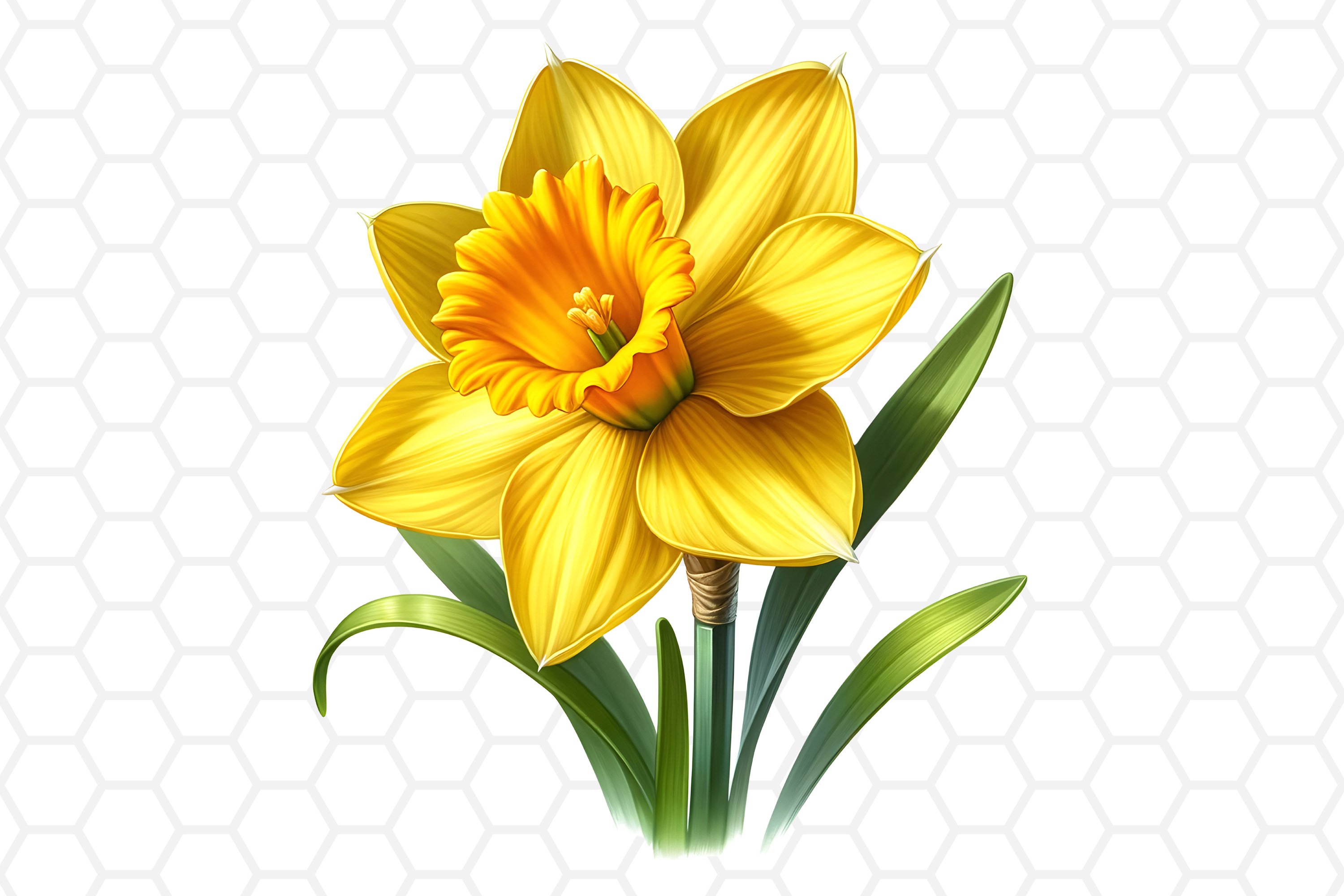 Daffodil Flower Clip Art Free Vectors | Daffodil Flower