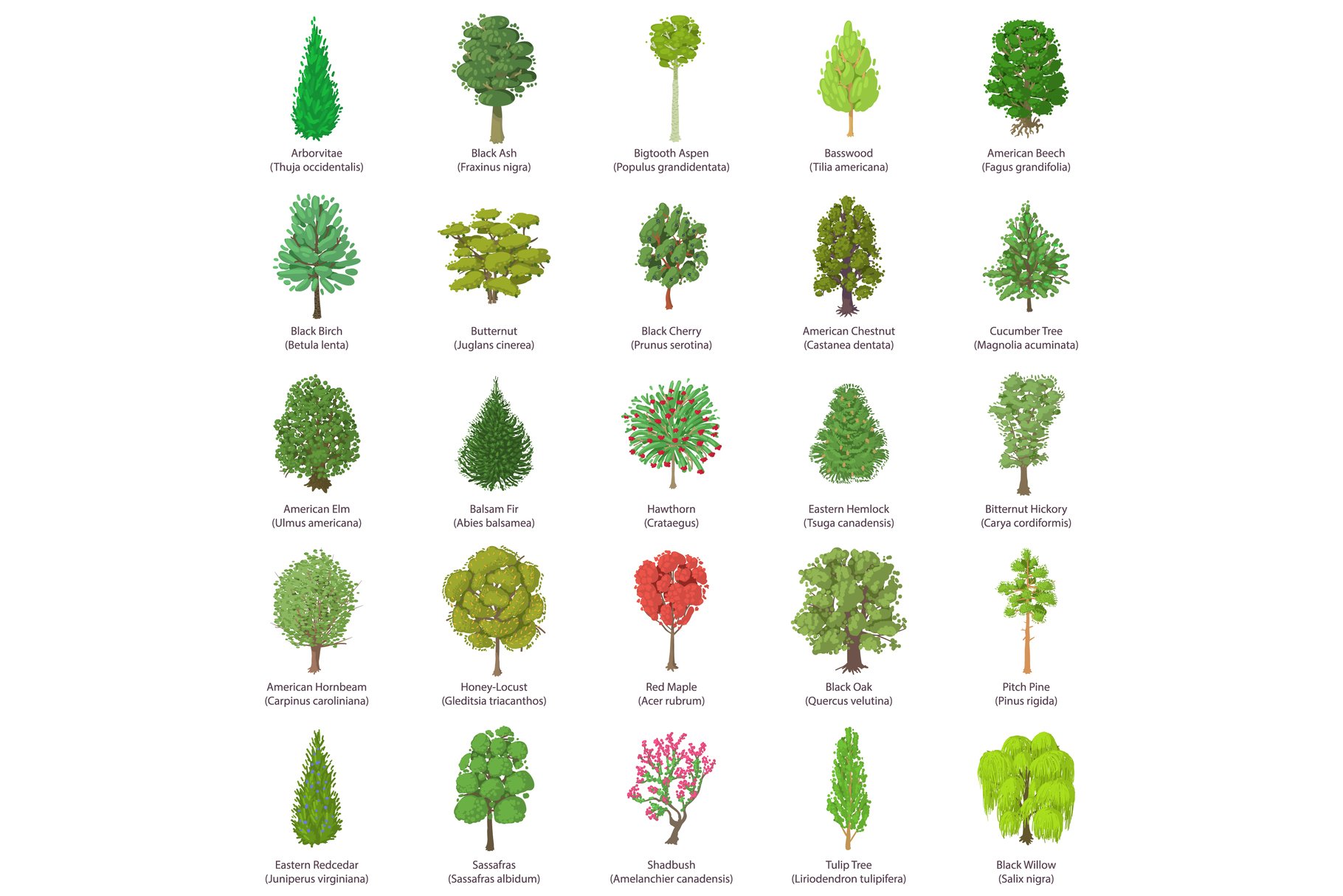 Deciduous Tree Names