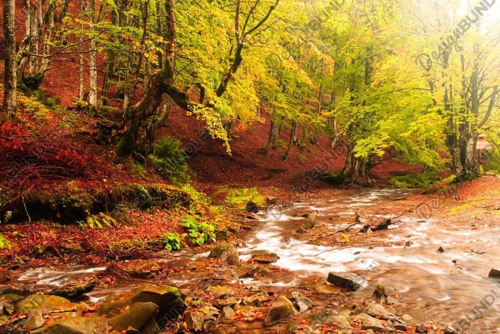 Fall forest with streamlet (903356) | Nature | Design Bundles