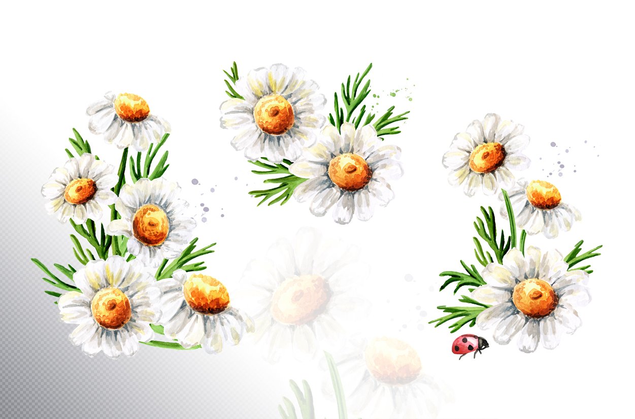 Chamomile. Watercolor collection (574087) | Illustrations | Design Bundles