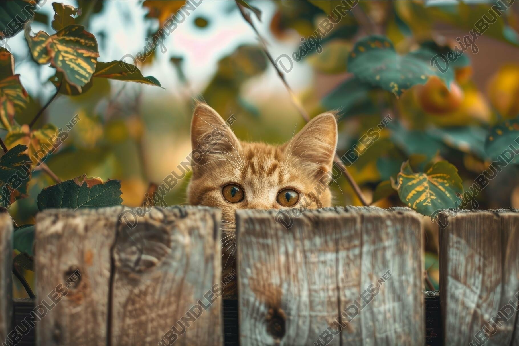 Cat Peeking Over Phone
