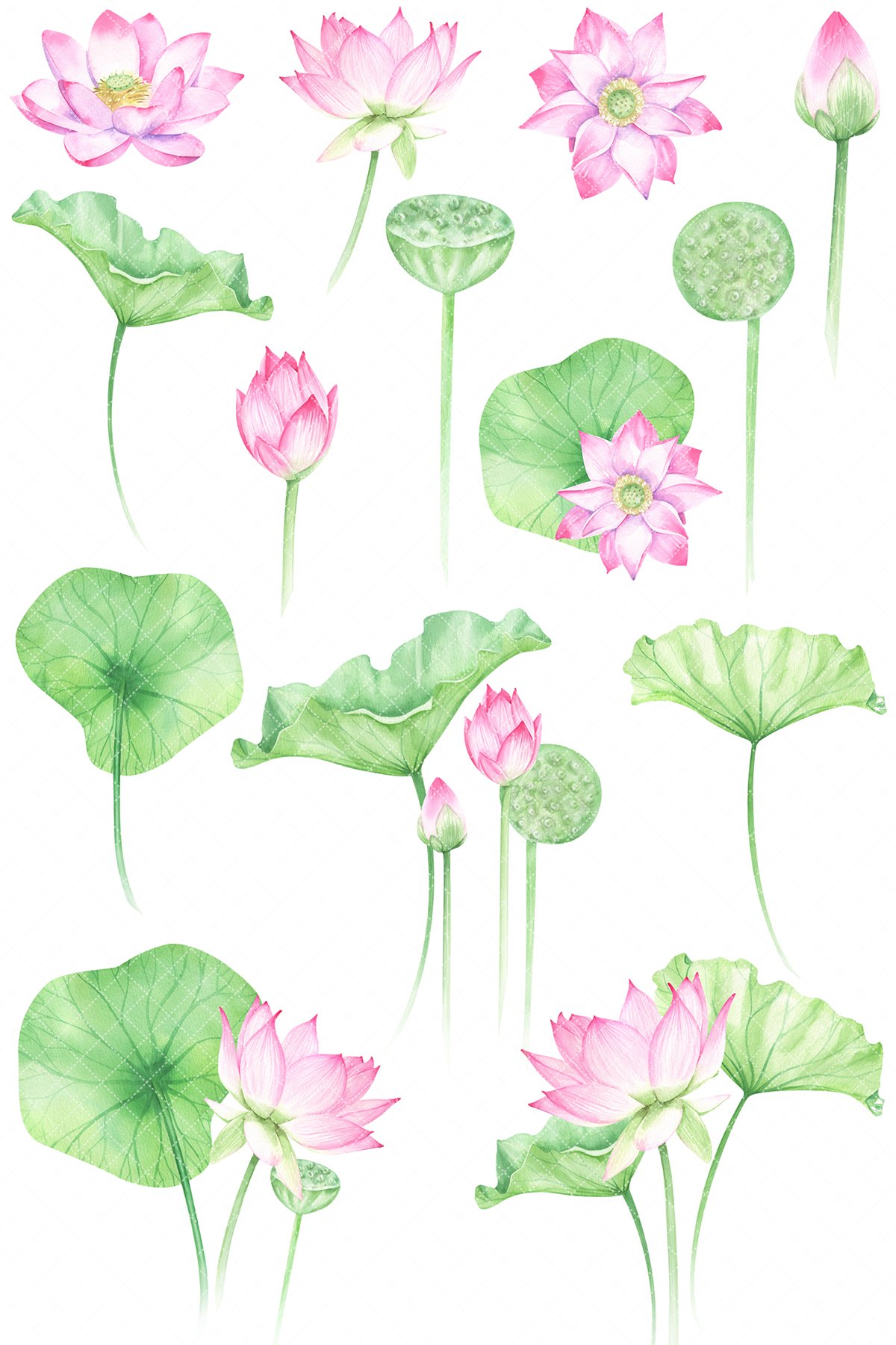 Watercolor Lotus flowers and leaves clipart (193214) | Illustrations ...