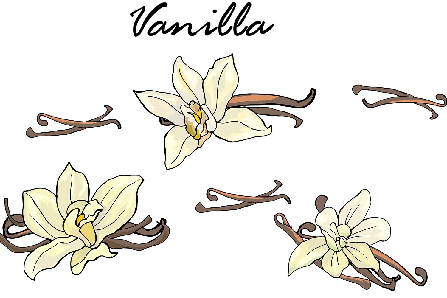 Vanilla Flower Drawing