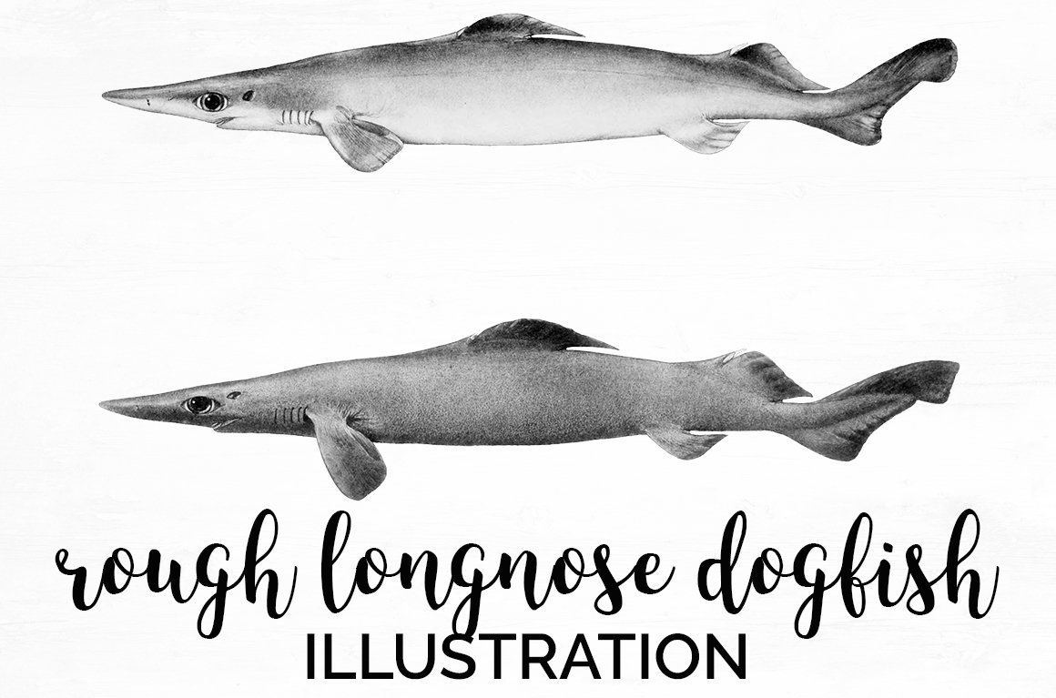 Rough Longnose Dogfish Squalus Collection Of Photo Prints And Gifts