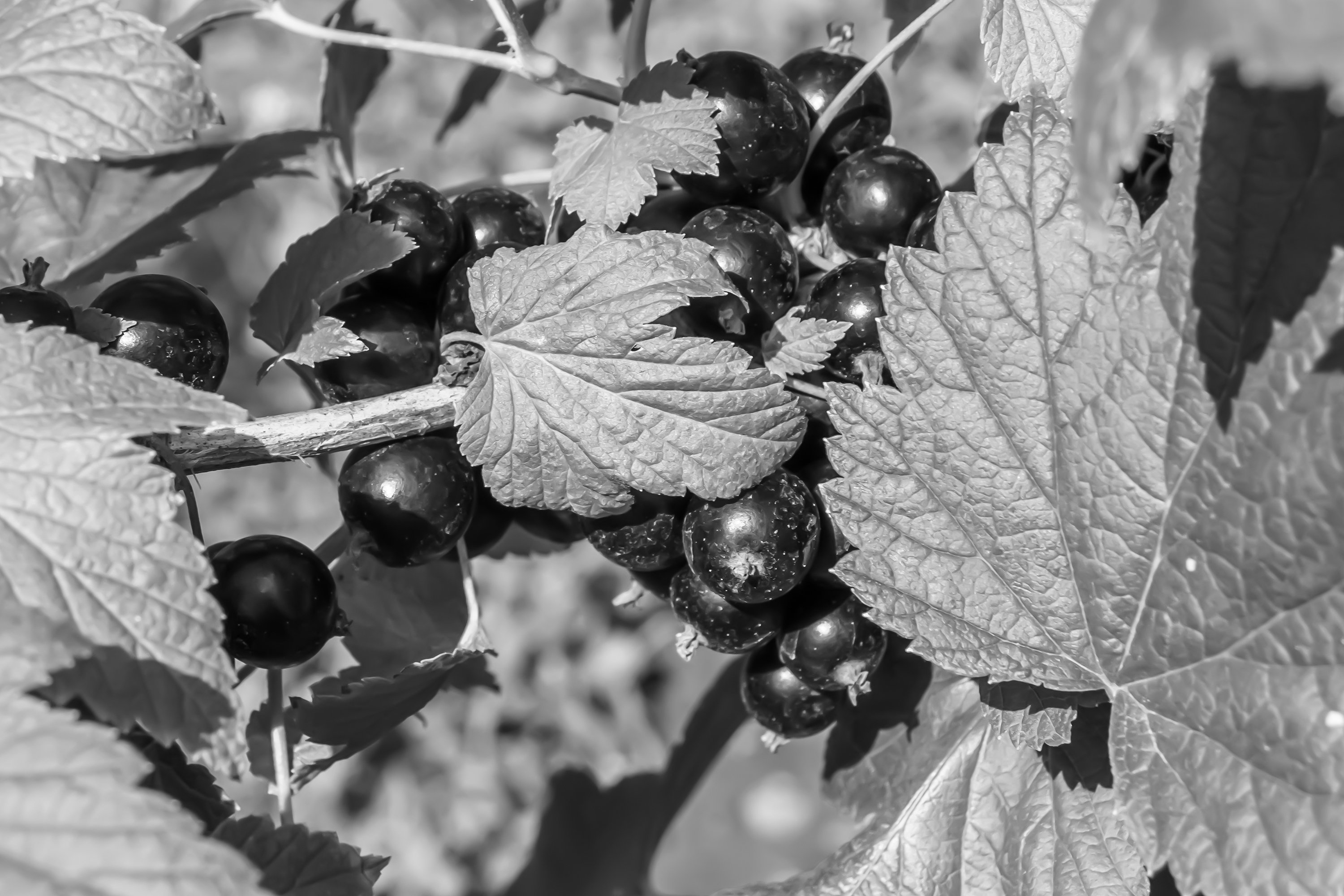 Currant Bush