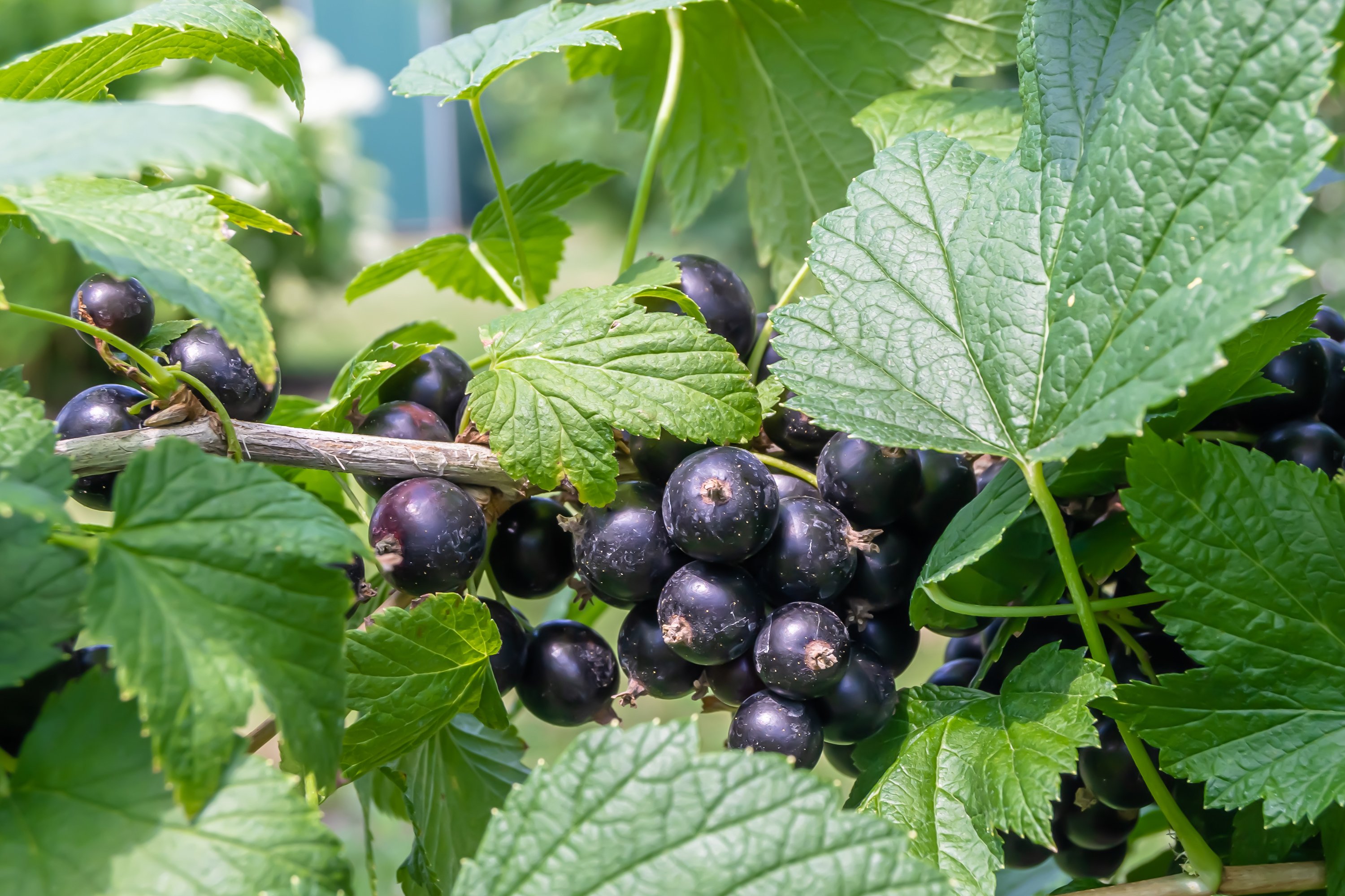 Black Currant Bush