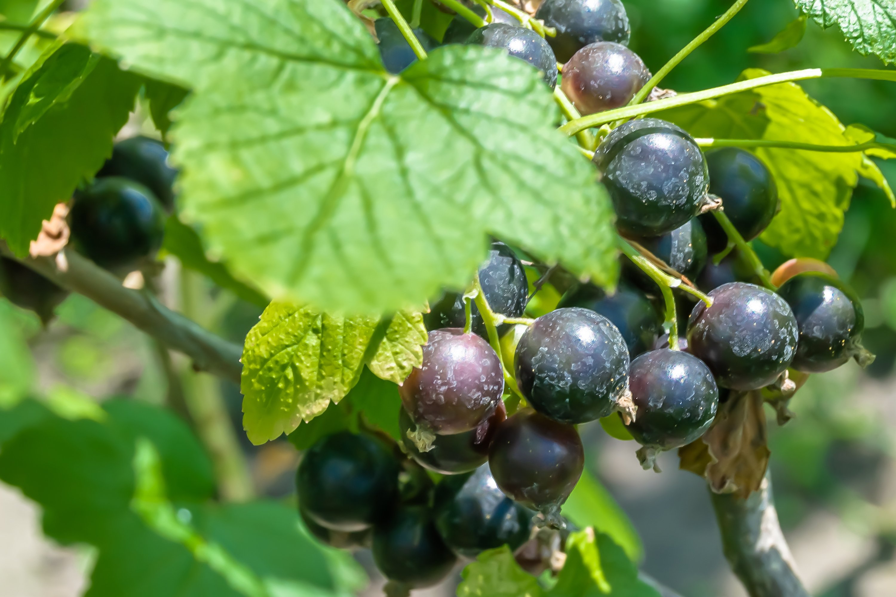 Black Currant Bush